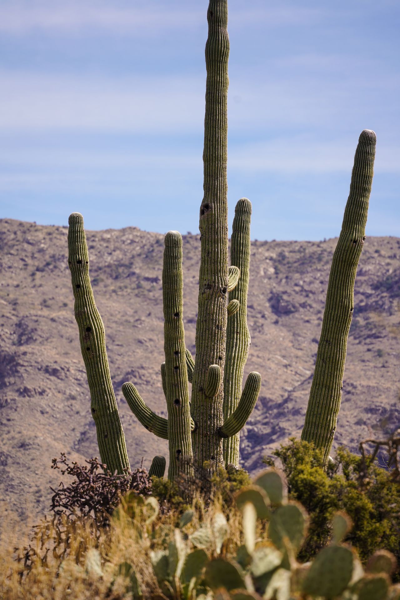 The 10 Best Outdoorsy Things To Do in Tucson (Saguaro National Park ...